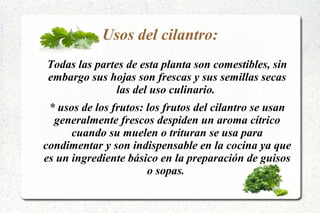 Mi cilantro | ODP