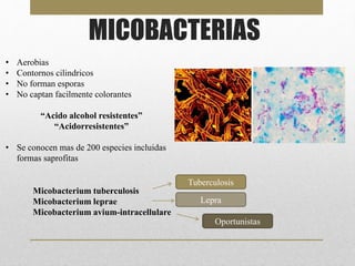 Microbioligia Micobacterias | PPTX