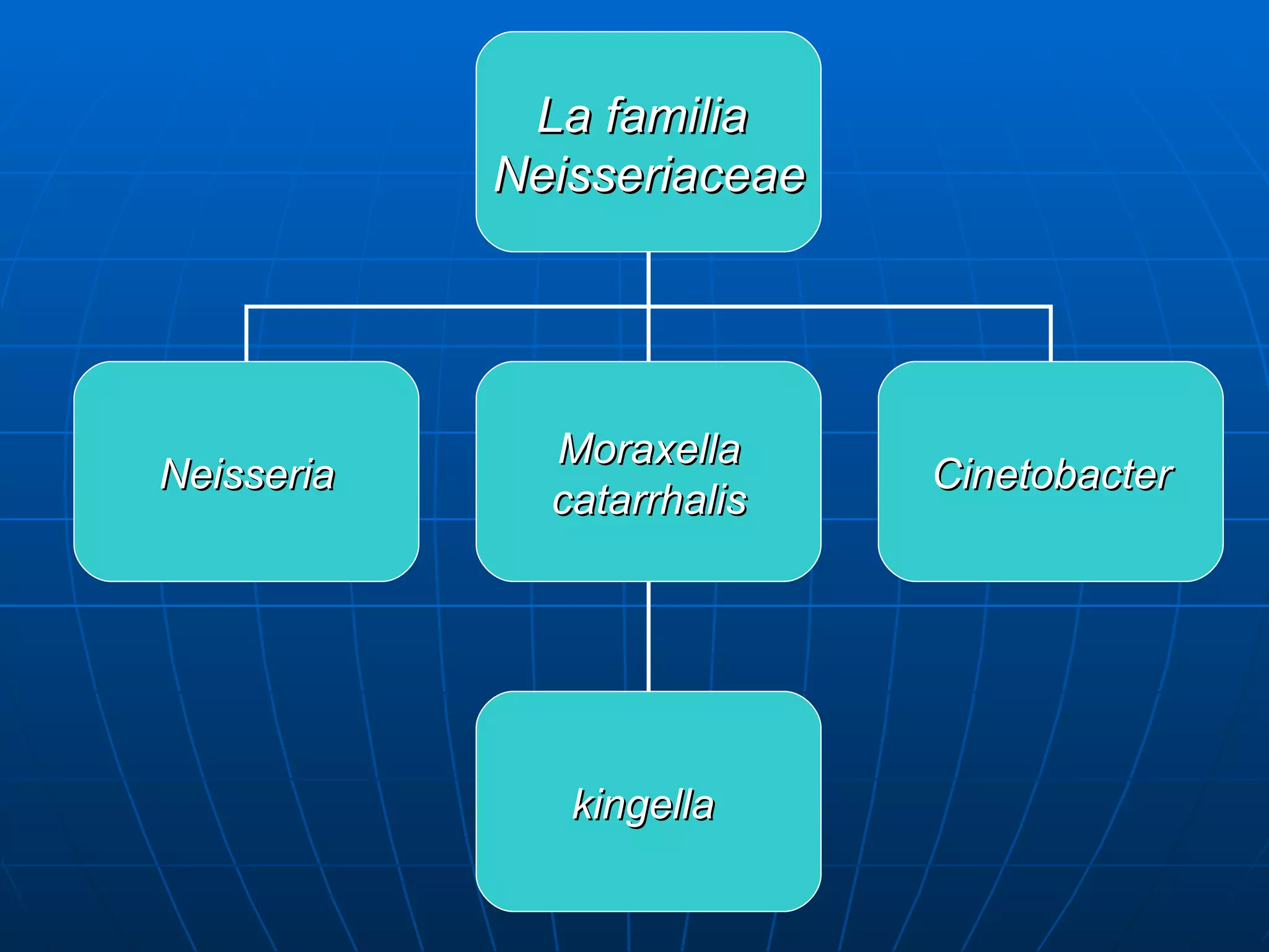 Micobacterias Neisserias | PPT
