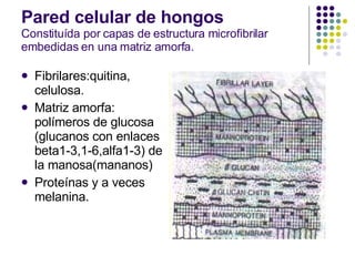 MicologíA Generalidades | PPT