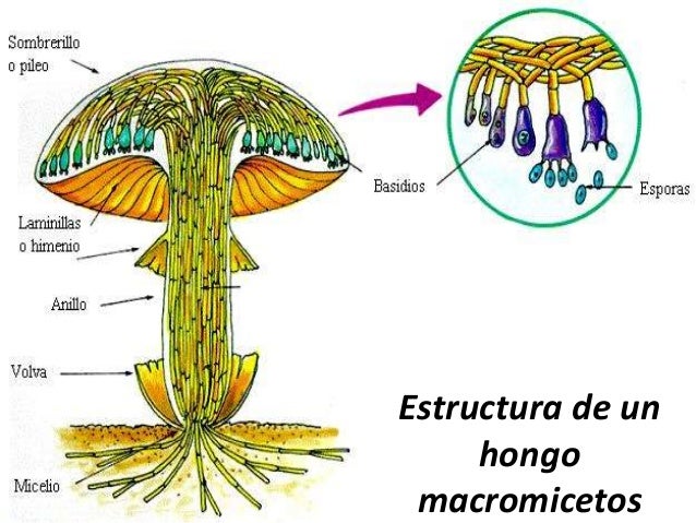 Micologia Clinica