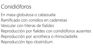 Micologia clasificacion, morfologia y diagnostico | PPTX