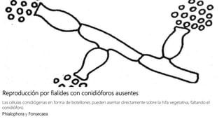 Micologia clasificacion, morfologia y diagnostico | PPTX