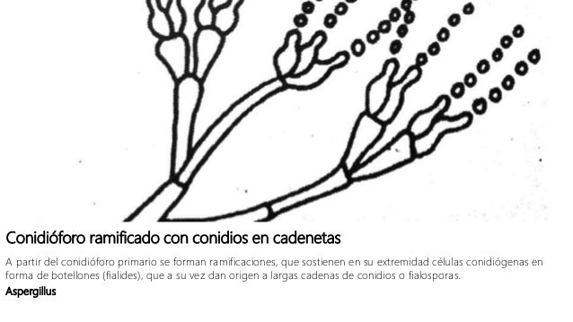 Micologia clasificacion, morfologia y diagnostico