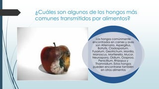 Micología; Morfología de los hongos presentes en los alimentos.pdf
