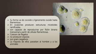 Micoplasmas | PPTX