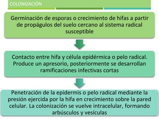 Micorriza arbuscular | PDF