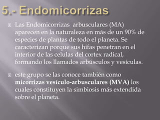 Micorrizas | PPTX