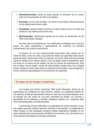 Micorrizas y endomicorrizas | PDF