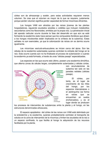 Micorrizas y endomicorrizas | PDF