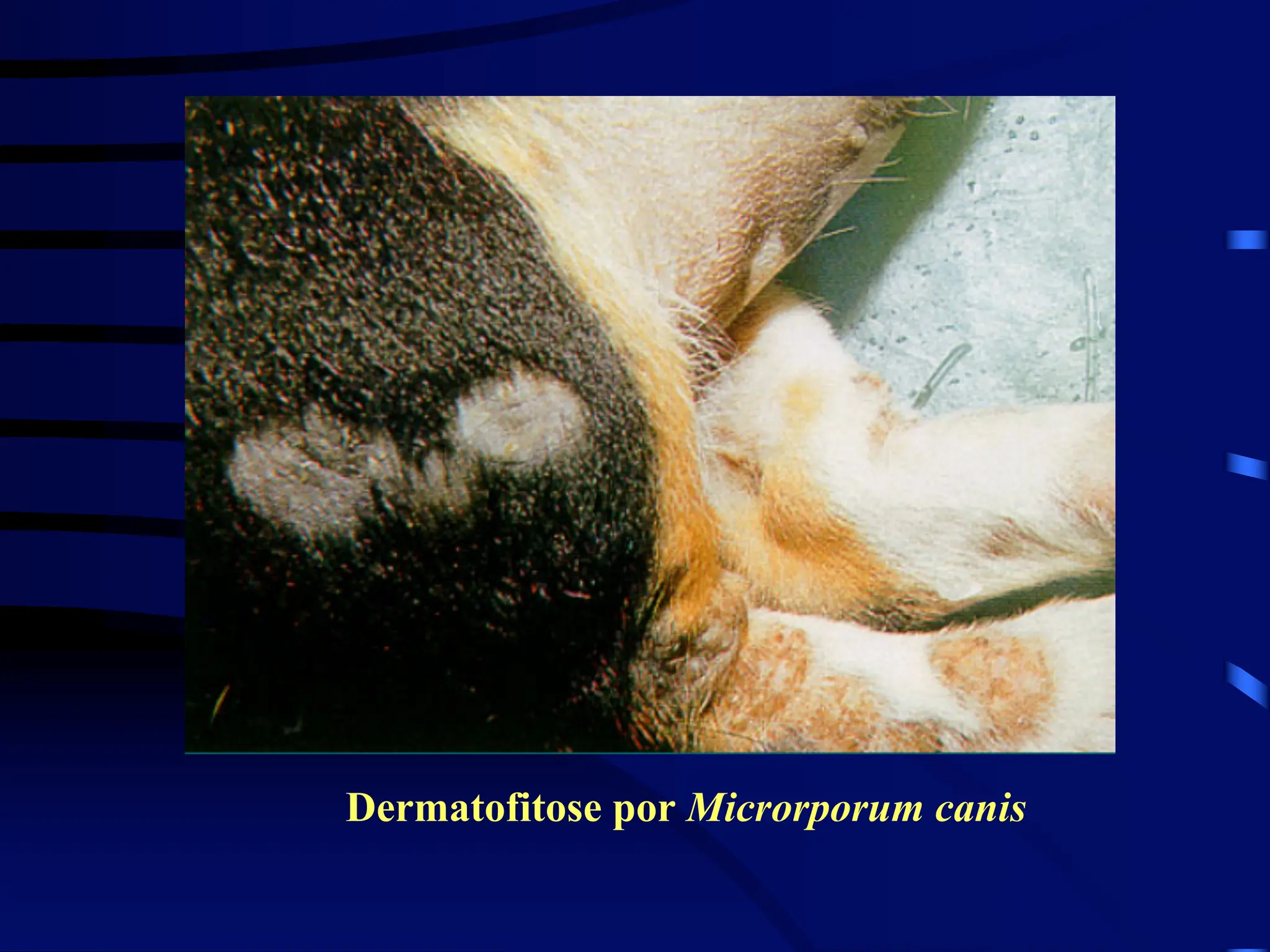 Micoses e causas no organismo humano, de animais e plantas | PPT