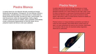 Micosis | PPTX