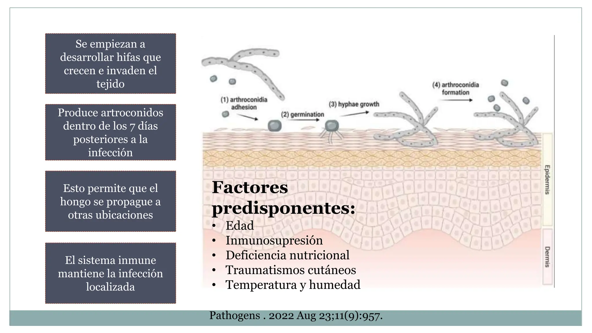 Dermatofitos, cómo enfermedad de etiología fungica en crecimiento. | PPT