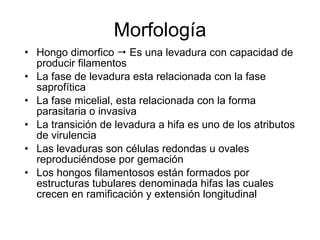 Micosis oportunistas | PPT