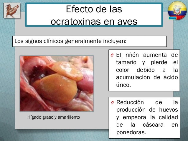 Micotoxinas en aves, Gonzalez