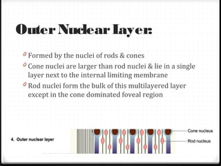 Microscopic structure of retina dr paresh varsat | PPT