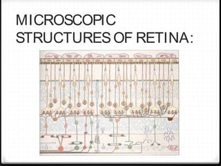 Microscopic structure of retina dr paresh varsat | PPT