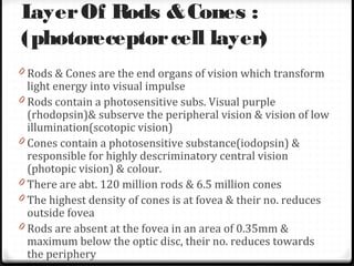 Microscopic structure of retina dr paresh varsat | PPT