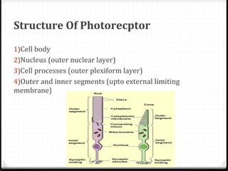 Microscopic structure of retina dr paresh varsat | PPT