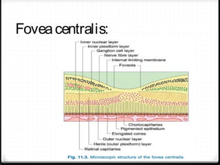 Fovea Centralis Histology