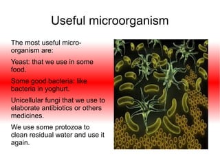 Micro-oganisms | ODP