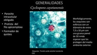 ciclosporosis | PPTX