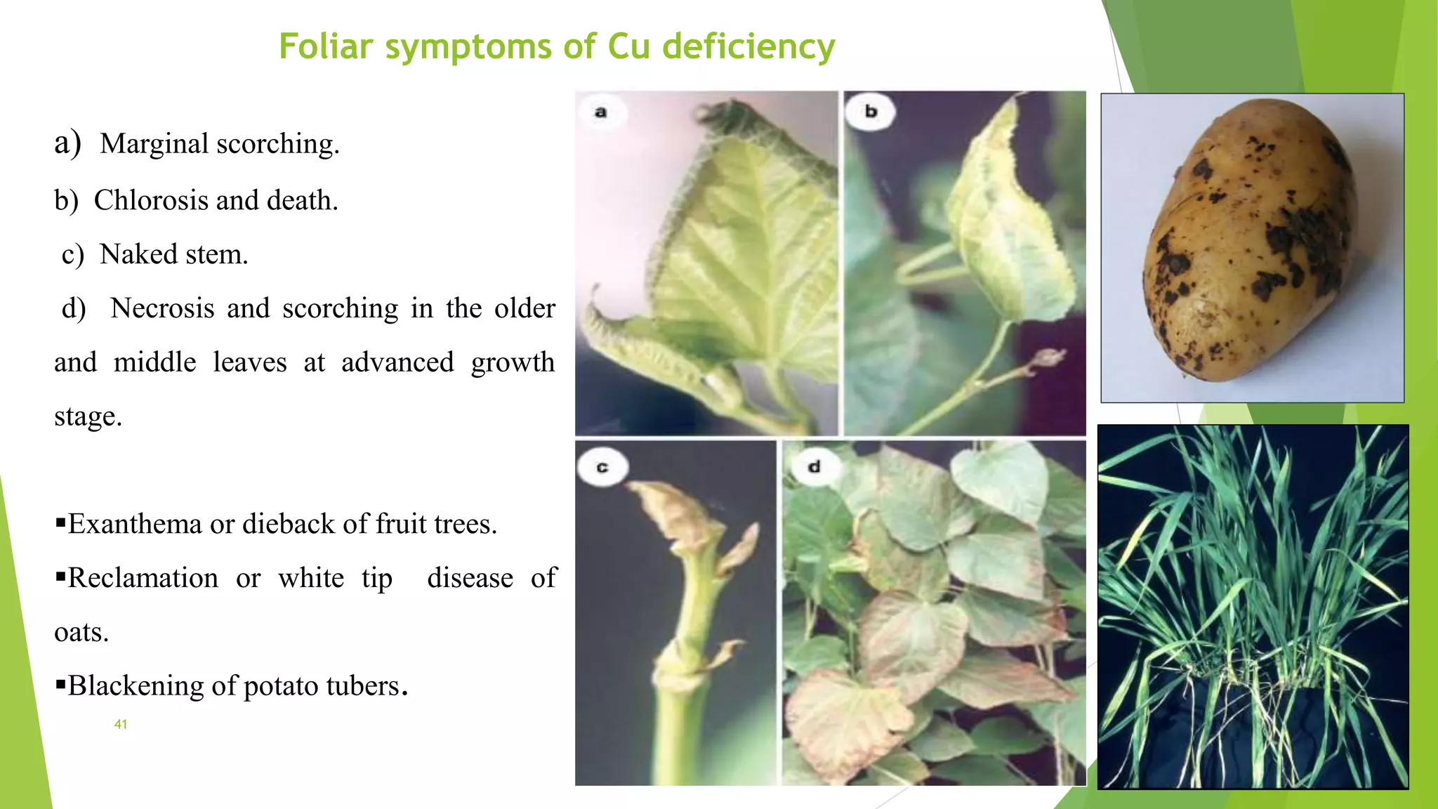 Role of micro nutrients and their deficiency symptoms in Mulberry | PPTX