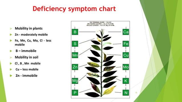 Role of micro nutrients and their deficiency symptoms in Mulberry | PPTX