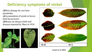 Role of micro nutrients and their deficiency symptoms in Mulberry | PPTX