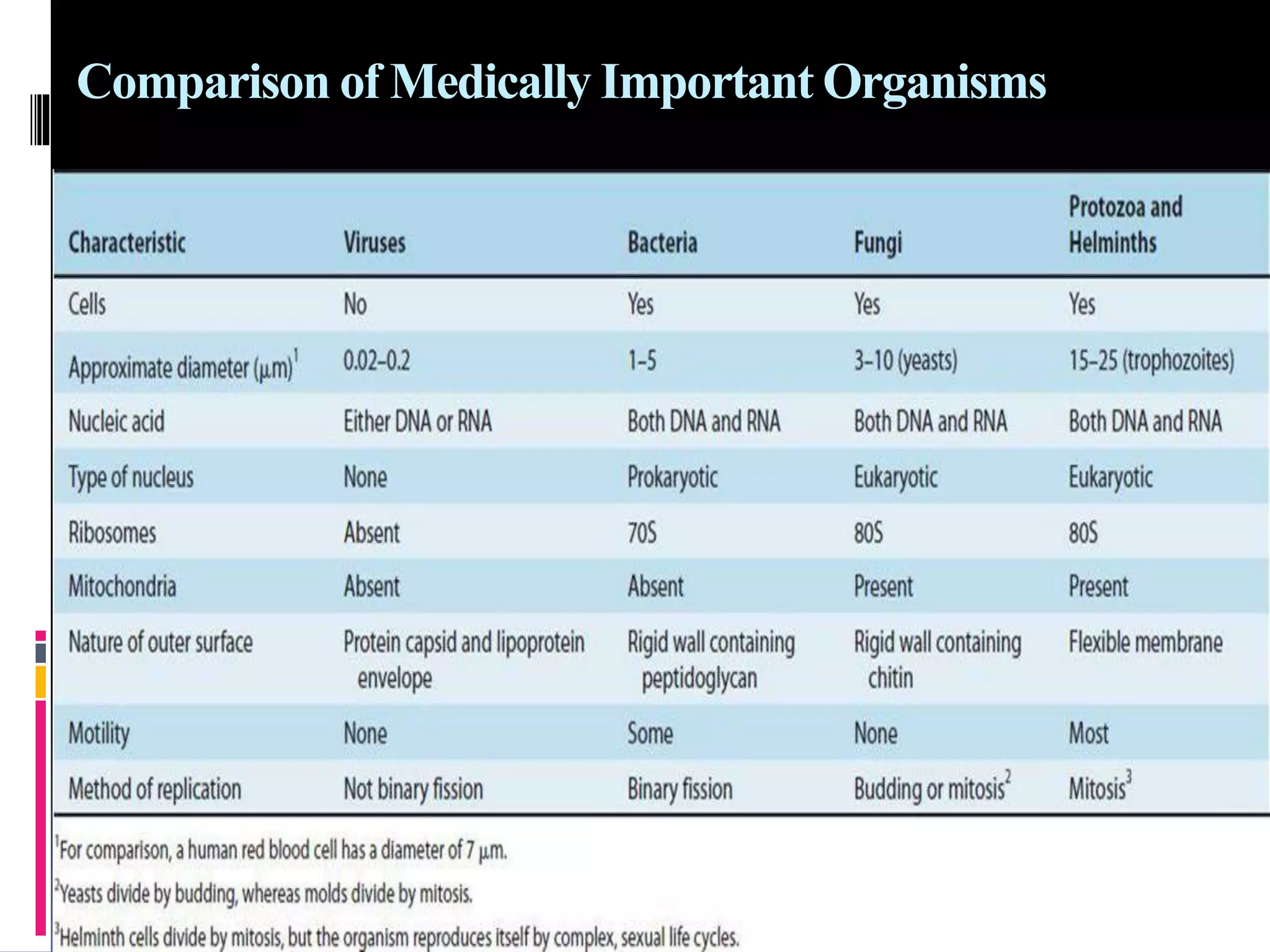 bacteria compared with other microorganisms | PPTX