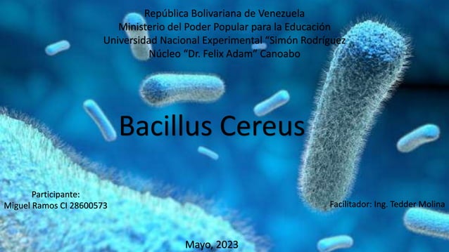 Microbiología especificada en bacillus cereus | PPTX