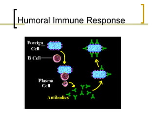 Micro bio(humoral imune responce) | PPT | Infectious Diseases ...