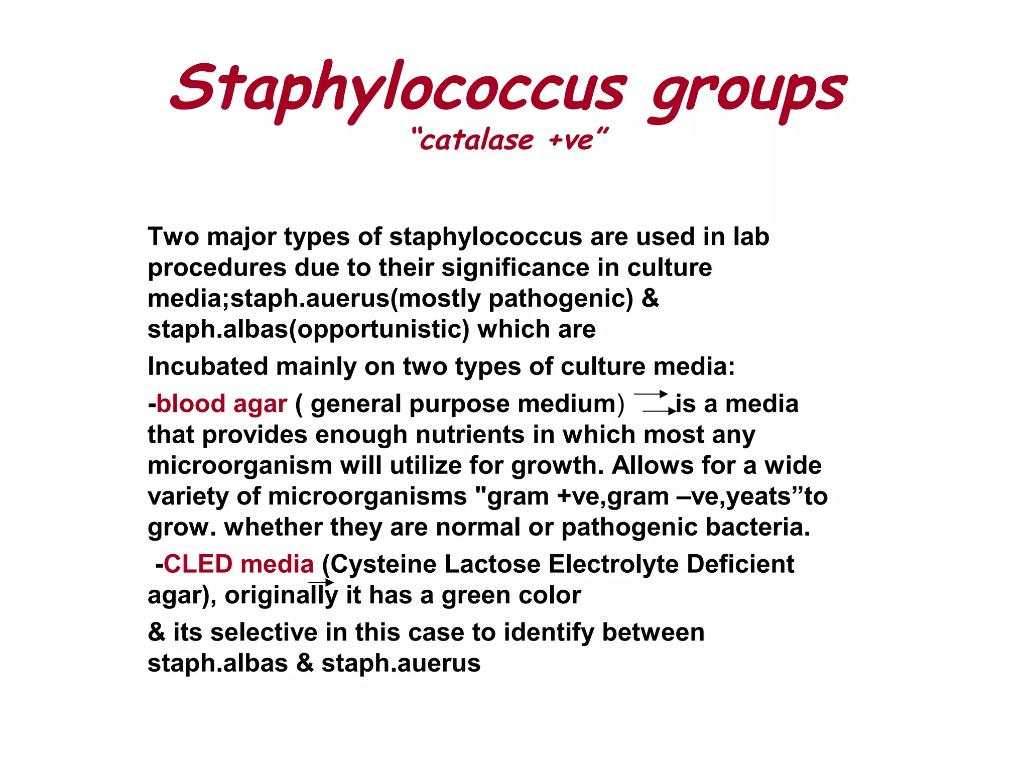 Staphylococcus & streptococcus | PPT