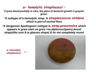 Staphylococcus & streptococcus | PPT