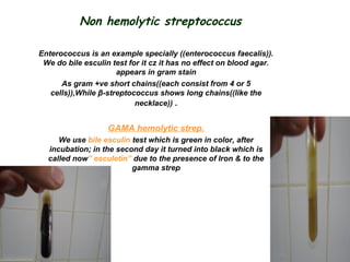 Staphylococcus & streptococcus | PPT