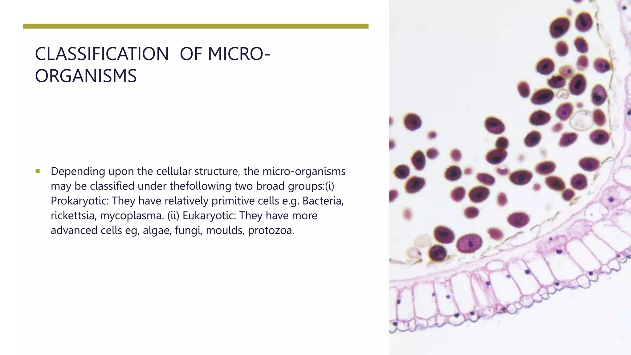 MICRO-ORGANISMS.pptx