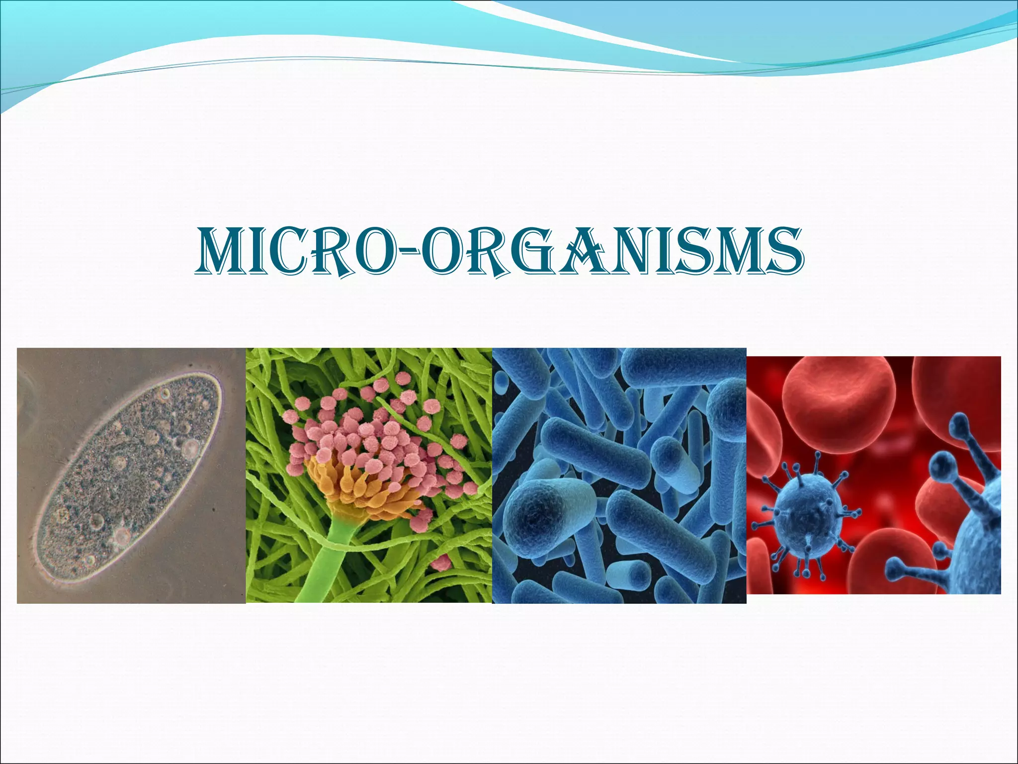 Micro organisms | PPT