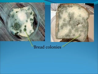 Micro organisms | PPT