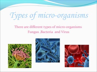 Types Of Microorganisms For Kids