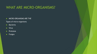 Micro organisms | PPTX