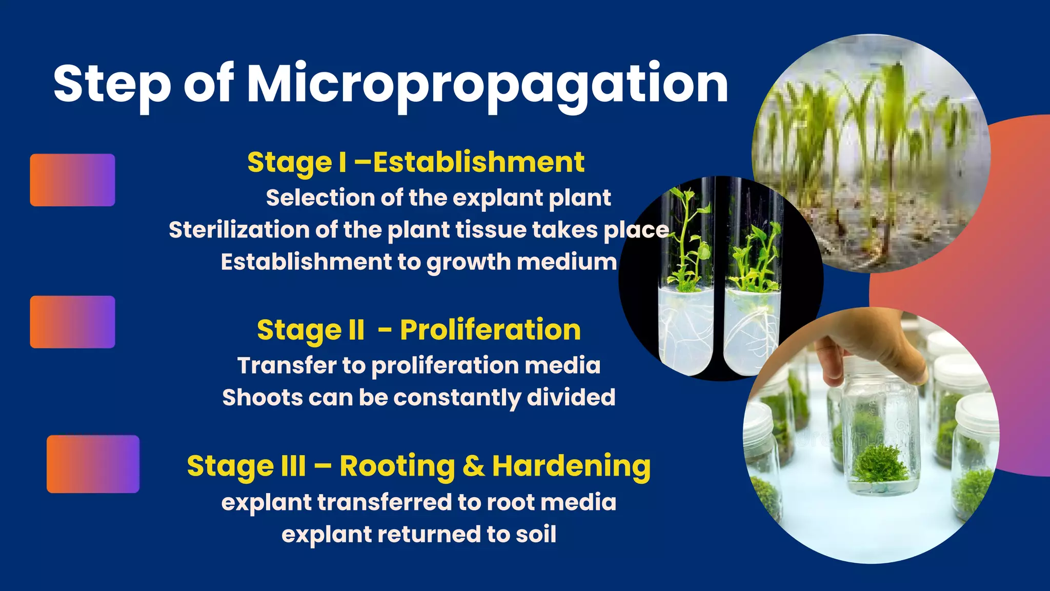 Micro-propagation.pdf