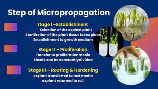 Micro-propagation.pdf
