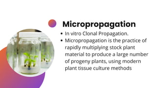 Micro-propagation.pdf