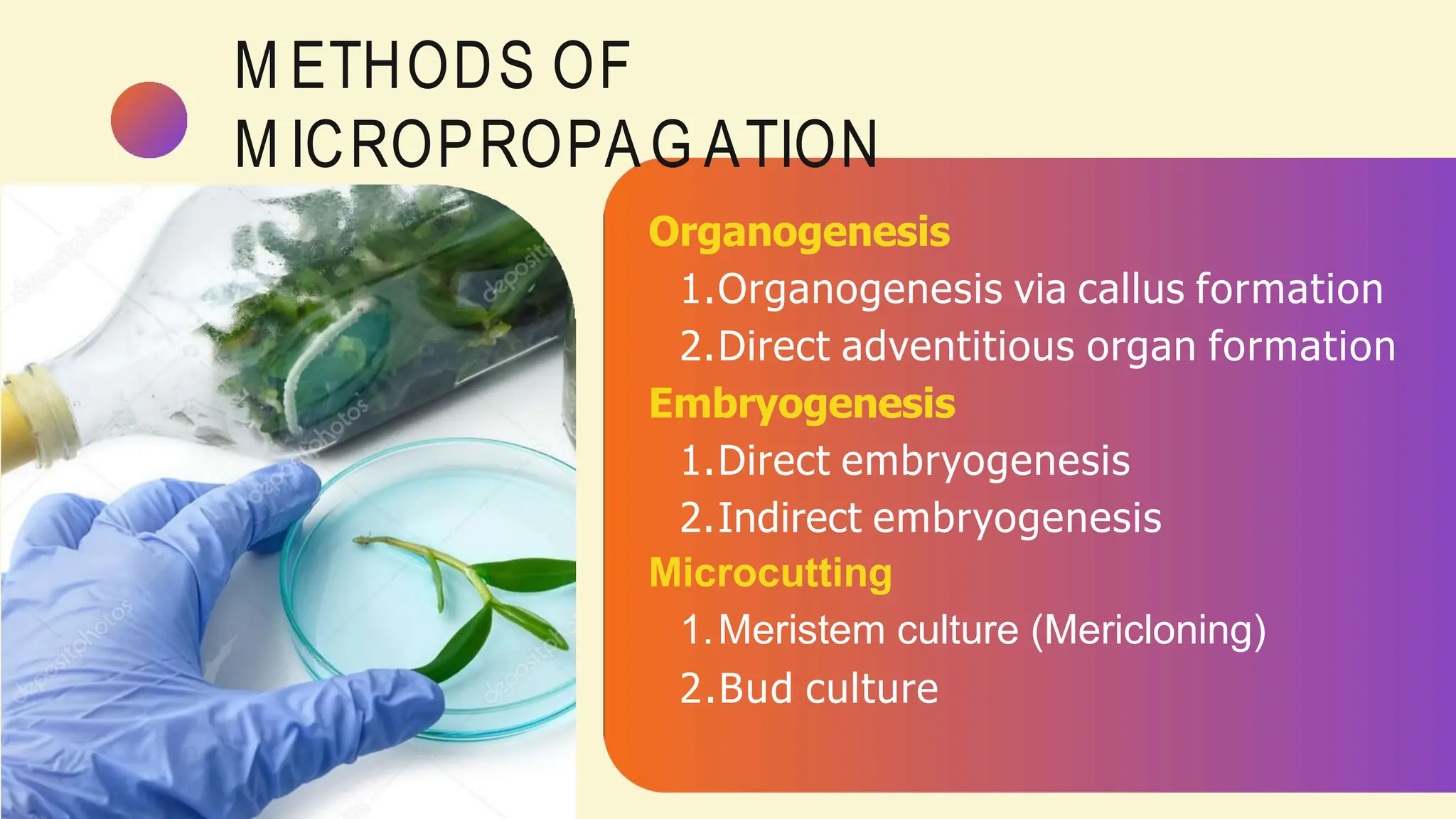 micropropagation in plant biotechnology.pptx