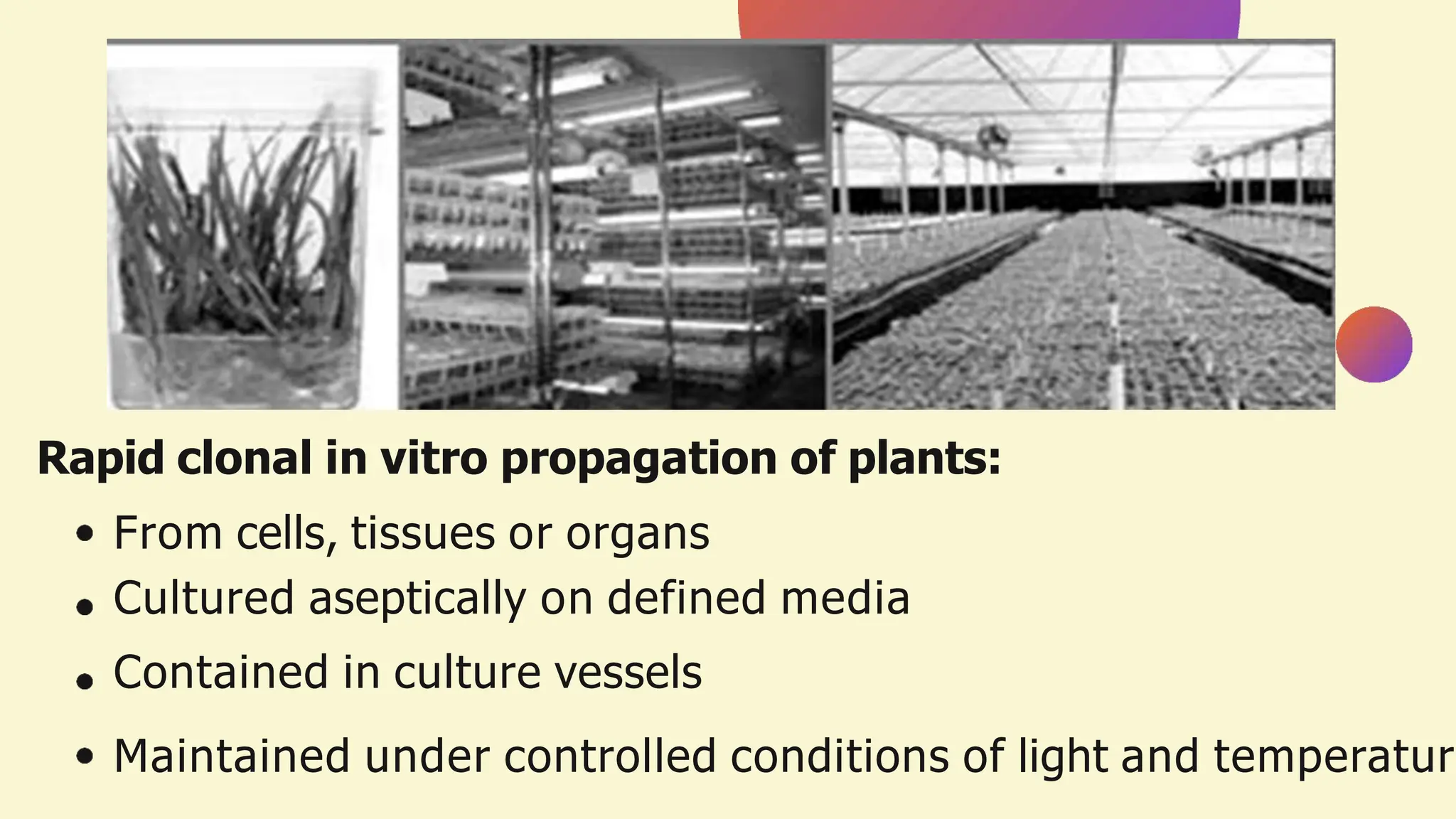 micropropagation in plant biotechnology.pptx