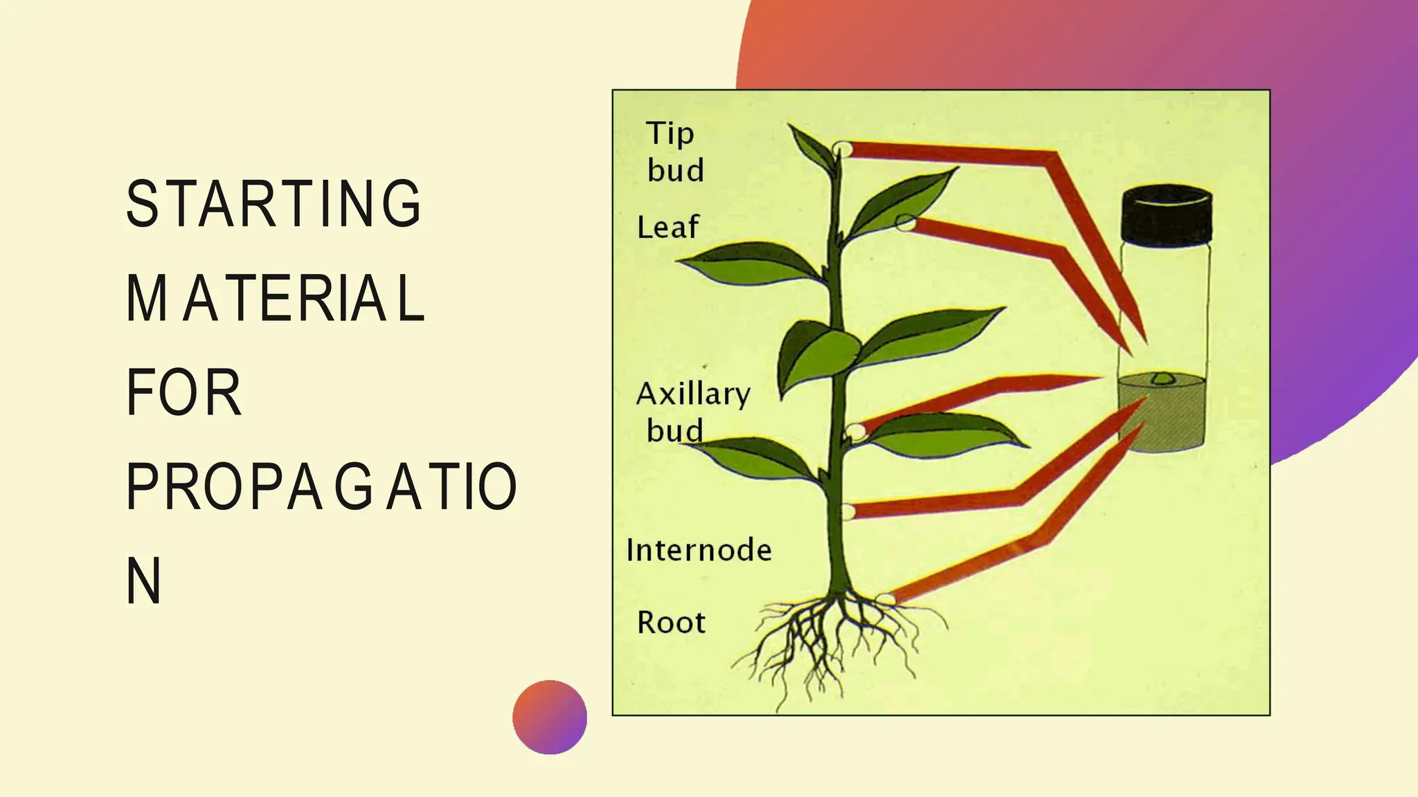 micropropagation in plant biotechnology.pptx