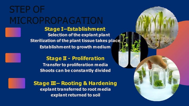 micropropagation in plant biotechnology.pptx