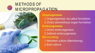 micropropagation in plant biotechnology.pptx