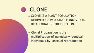 micropropagation in plant biotechnology.pptx