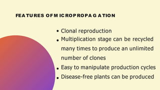 micropropagation in plant biotechnology.pptx